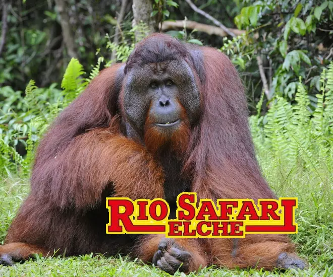 Rio Safari Elche 2026 | Taquilla.com